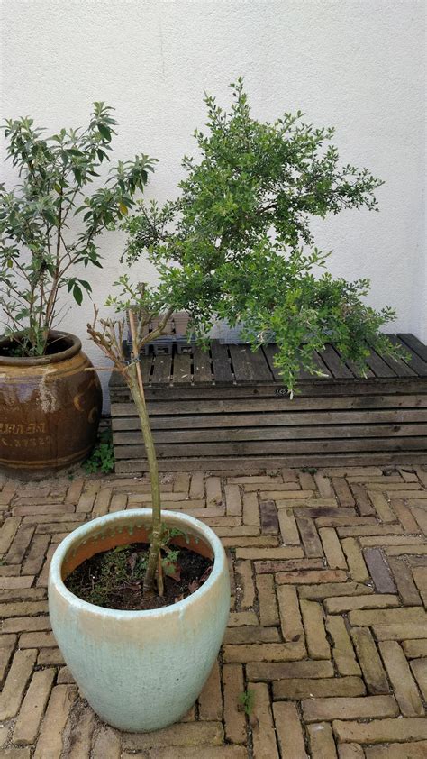 Anything I Can Do To Make This Lopsided Tree Look Less Awkward Rgardening