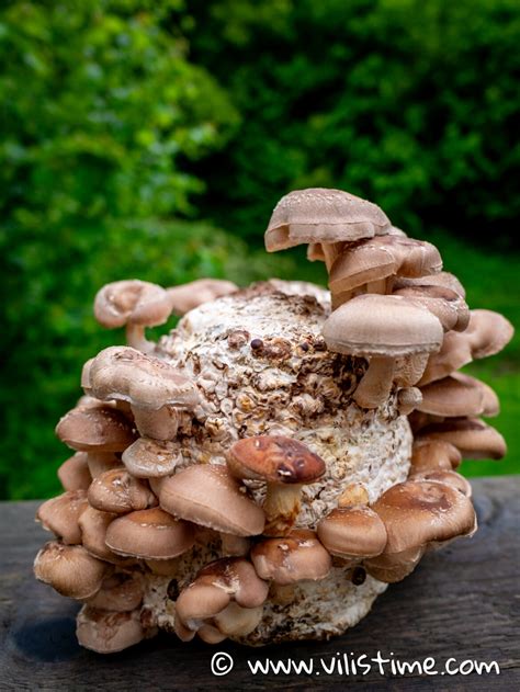 Гъби шийтаке с бира и мащерка гурме веган рецепта Vilis Time