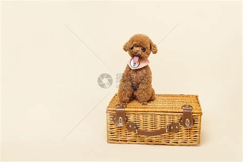 贵宾犬小泰迪高清图片下载 正版图片501390240 摄图网
