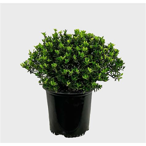 Box Leaf Euonymus Feature Shrub In 15 Gallon Pot O237002 At
