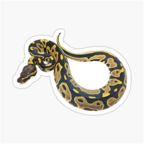 Leopard Ball Python Sticker For Sale By Bdesignermorphs Redbubble