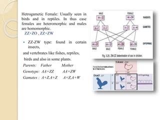 Sex Chromosome PPTX