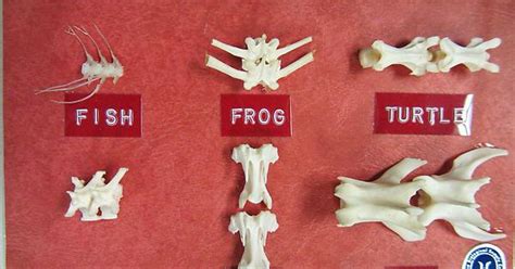 Different Types Of Vertebra Imgur