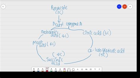 Solved Give The Schematic Representation Of An Overall View Of Krebs Cycle