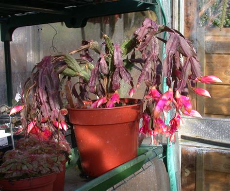 Cactus Nursery Pythium And Phtophthora On Cacti