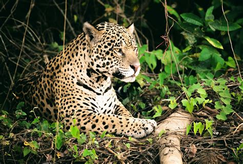 Amazon animals will suffer as the rainforest turns into savanna - Earth.com
