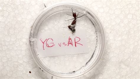 These Ants Explode But Their Nests Live To See Another Day The New York Times