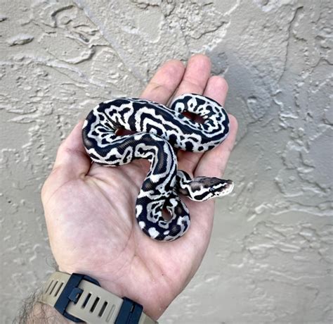 Vpi Ax Spotnose Leopard Pastel Ball Python By Adam Chesla Reptiles
