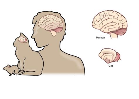 Cat Brain Size Comparison At Maureen Mello Blog