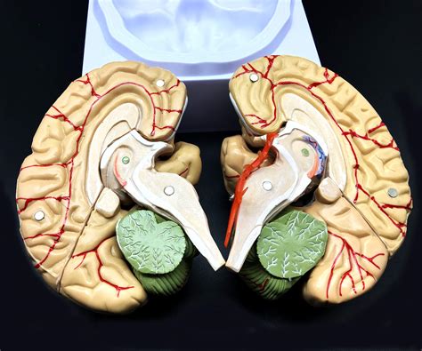 Buy Human Brain Model Anatomically Accurate Brain Model Life Size