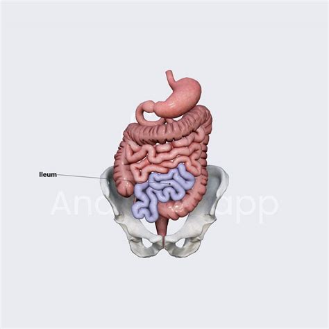Ileum Anatomyapp