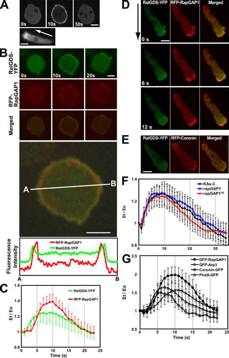 Localization Of Rapgap1 A Translocation Of Gfp Rapgap1 In Wild Type Download Scientific