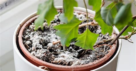 12 Gardening Tips For Growing Zucchini And Cucumbers Together The