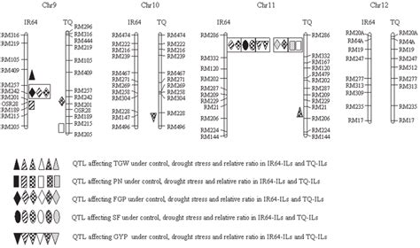 Linkage Maps And Distributions Of Quantitative Trait Loci Qtl Download Scientific Diagram