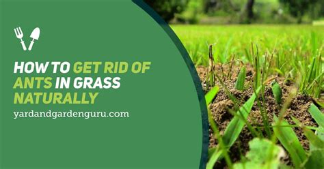 How To Get Rid Of Ants In Grass Naturally