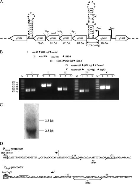 a genetic context of the msra gene of e faecalis the open reading