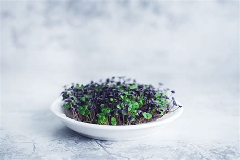 바질의 다른 다양성의 마이크로 그린 개념 건강한 마이크로 그린 새싹채소에 대한 스톡 사진 및 기타 이미지 새싹채소 접시 하이 앵글 Istock