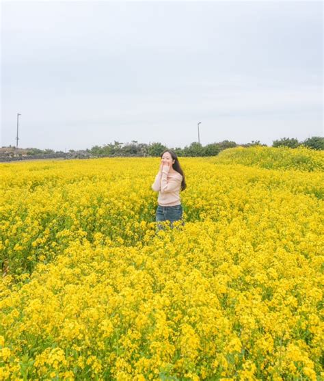 제주도 유채꽃 개화시기 명소 성산 무료 유채꽃밭 3월 실시간 후기 네이버 블로그