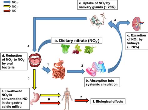 Figure 4 From The Effects Of Dietary Nitrate Supplementation On Contractile Function And