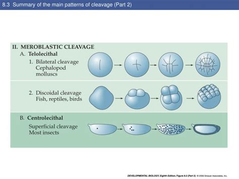 What Are Different Types And Patterns Of Cleavage At Anna Trotter Blog
