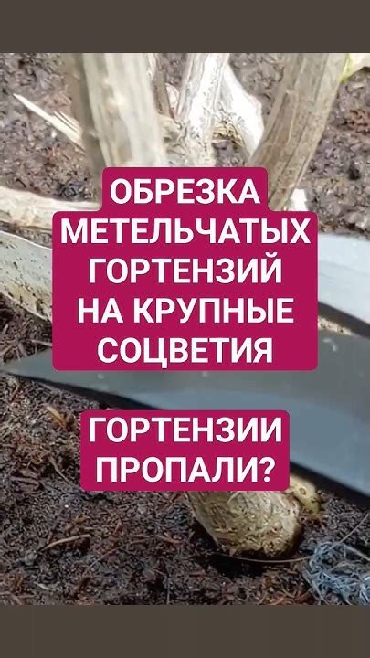 Обрезка метельчатых гортензий на крупные соцветия: гортензии пропали ...