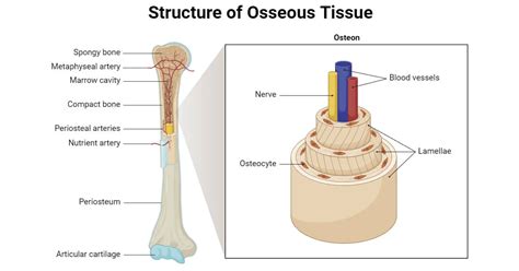 Bone Cells Types Structure Examples Functions Notes Bioteck Ink