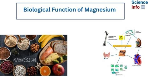 Biological Function Of Magnesium