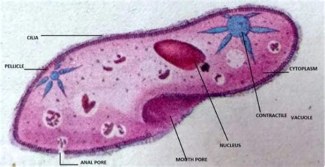 Describe The Structure Of A Typical Protist
