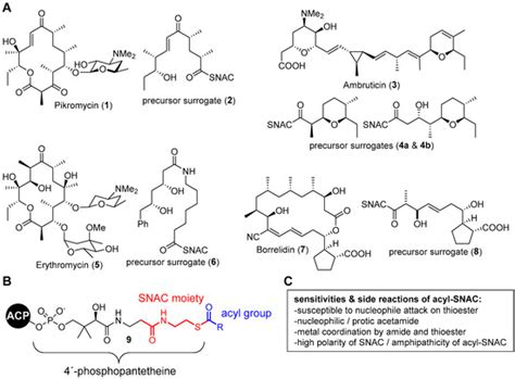 Thioester Functional Group
