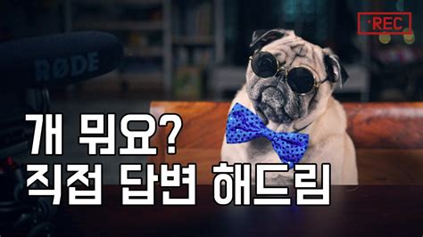 본격 강아지가 직접 알려드리는 Qanda 왓더퍼그 Ep24 Youtube