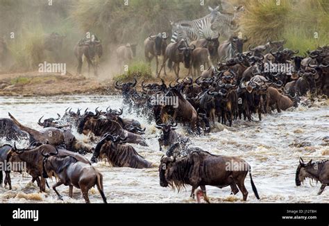 Wildebeests Are Crossing Mara River Great Migration Kenya Tanzania