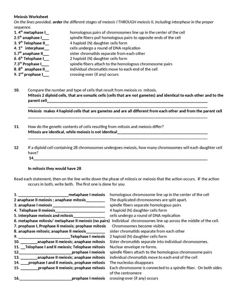 Meiosis Worksheet Answer Key