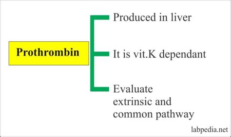 Coagulation Part 5 Inr International Normalized Ratio Pt Ptt