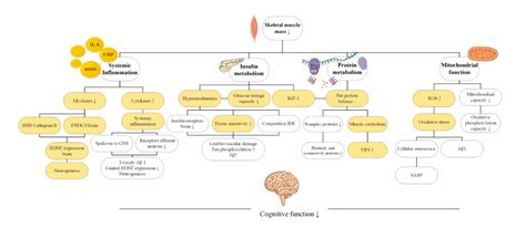 Muscle Mass And Cognitive Decline Ketonutrition