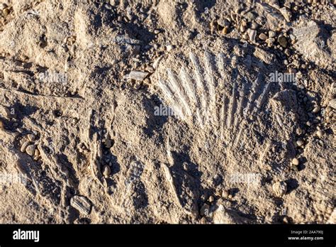 Shell Fossil Inside A Rock Stock Photo Alamy