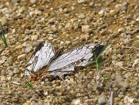 イシガケチョウ 波打ち際で GANREF