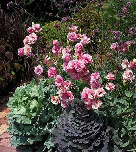 22 Most Beautiful Types Of Lisianthus Varieties