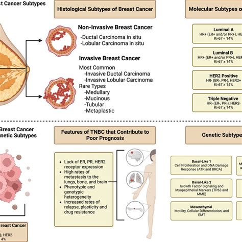 Breast Cancer Bc Subtype Delineation And A Closer Look Into The