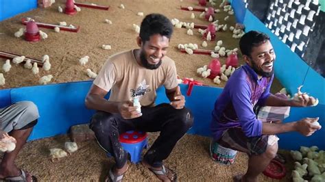 মুরগির ৫ দিনের ভ্যাকসিন । Chicken 5 Day Vaccine Youtube