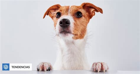 De qué color ven Datos curiosos de perros que quizás no sabías Sociedad BioBioChile