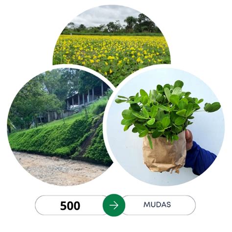 1000 Mudas Grama Amendoim Forrageiro Enraizadas Embrapa Loja Materbio