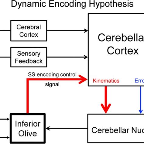 Illustration Of The Dynamic Encoding Hypothesis Inferior Olive Download Scientific Diagram
