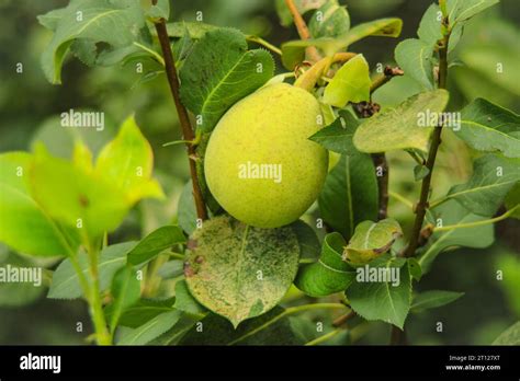 Close Up Of Pear Hanging On Tree Fresh Juicy Pears On Pear Tree Branch