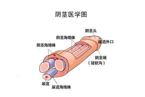 阴茎医学图