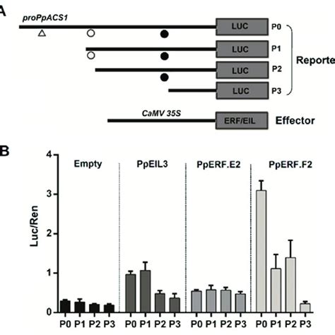 Promoter Deletion Analysis Of Ppacs1 A Four Promoter Deletion Download Scientific Diagram