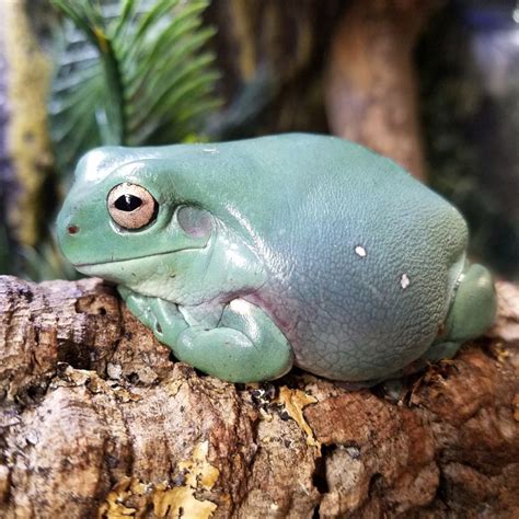 Scientists Find Rare Mutated Frog And Its Blue Democratic