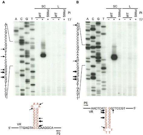 Hairpin Cruciform Structure Formation In Negatively Supercoiled Dna