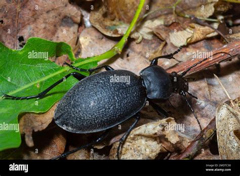 Carabus Coriaceus Is A Species Of Beetle Widespread In Europe Where It