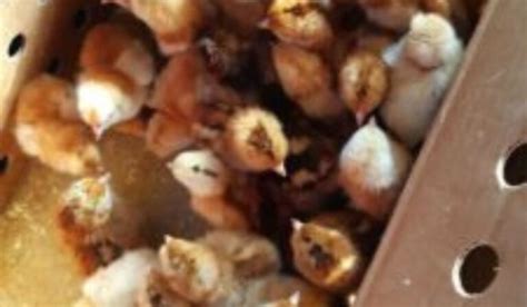 How To Sex Chicks 6 Effective Methods PoultryABC Com