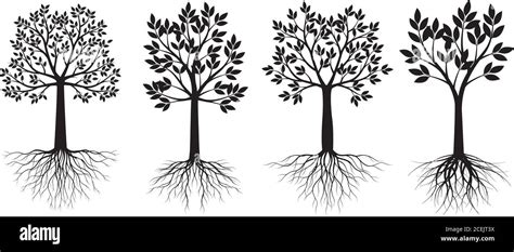 Tree Root Stock Vector Images Alamy